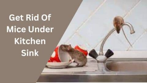 How To Get Rid Of Mice Under Kitchen Sink? - Kitchen Product Reviewed